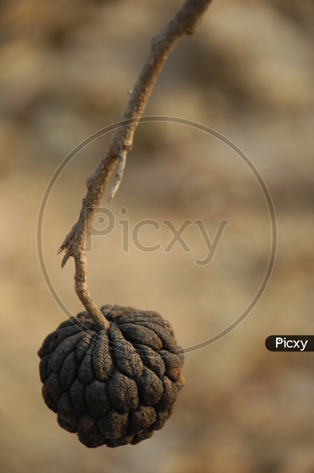 Image of Dried Dead Custard Apple-EU857846-Picxy
