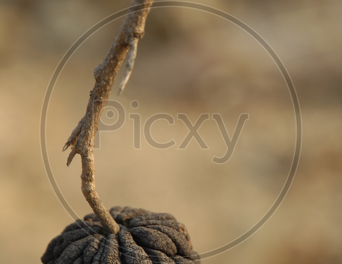 Image of Dried Dead Custard Apple-EU857846-Picxy