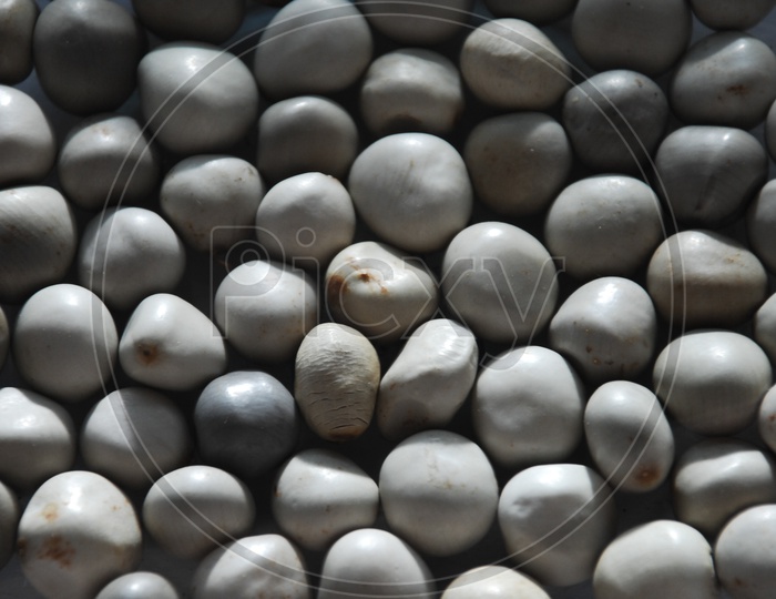 Image of Nicker Nuts Pile Closeup-ZE517206-Picxy