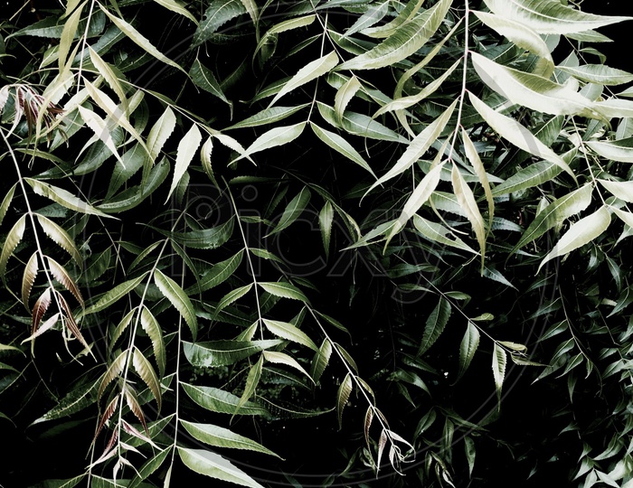 Image of Neem Tree Leaves-ZN887198-Picxy