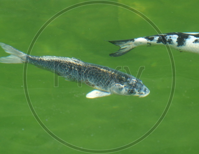 Image of Color Fishes Breeding in Fish Tank-NT980584-Picxy