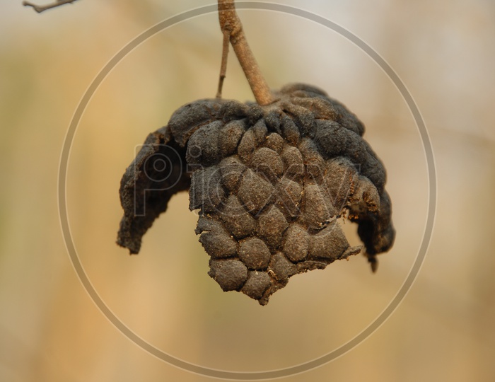 Image of Dried Dead Custard Apple-OP115837-Picxy