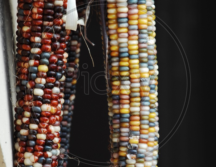 Image of Multi Coloured Flint Corn-QY300118-Picxy