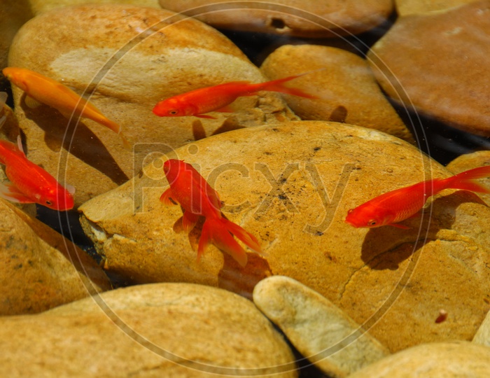 Image of Red Roach Fish in aquarium or Tropical Aquarium Fish-AP973962 ...