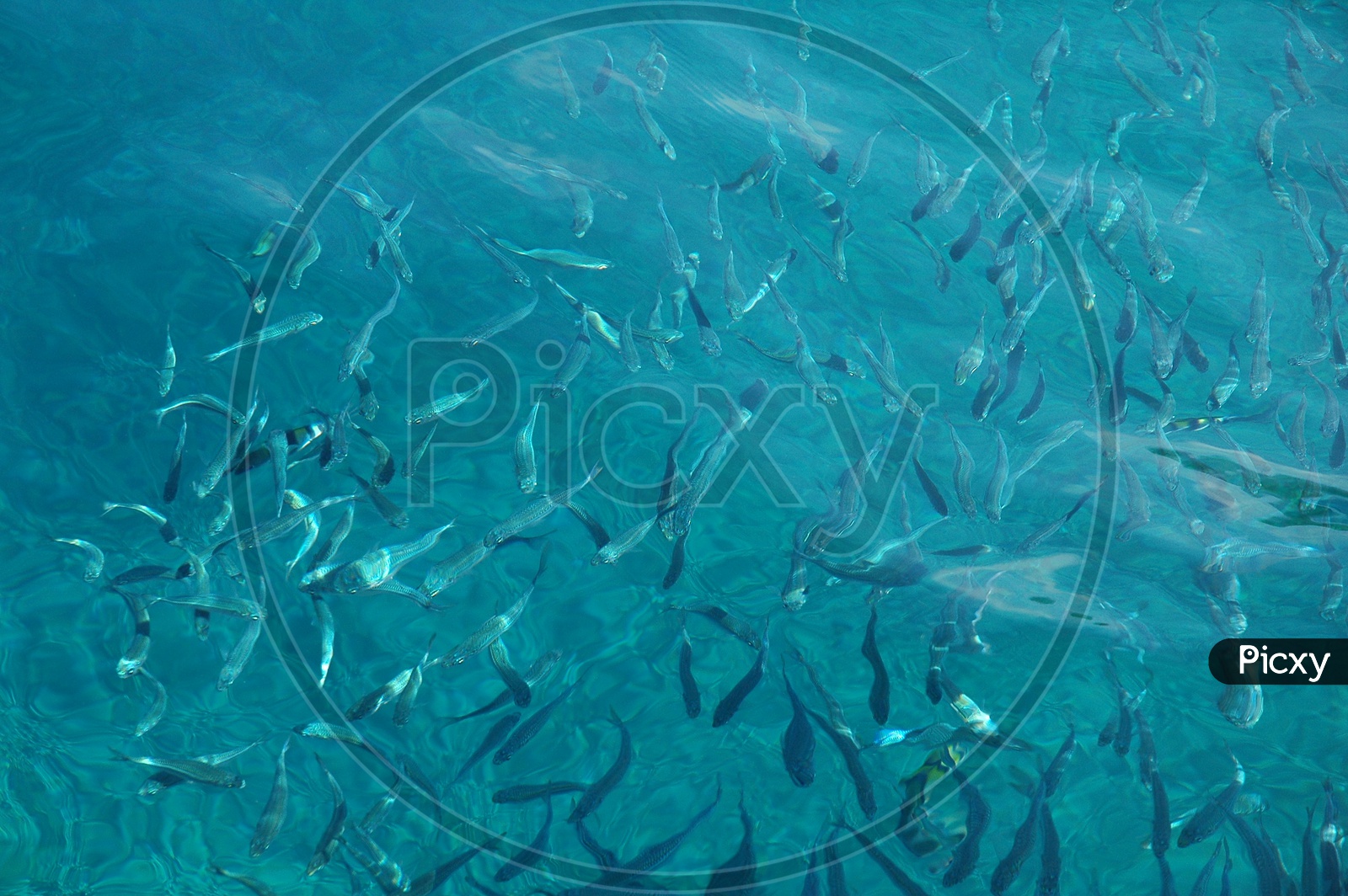 Image of Color Fishes Breeding in Fish Tank-VX300856-Picxy