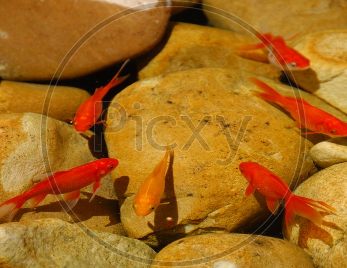 Image of Red Roach Fish in aquarium or Tropical Aquarium Fish-AP973962 ...