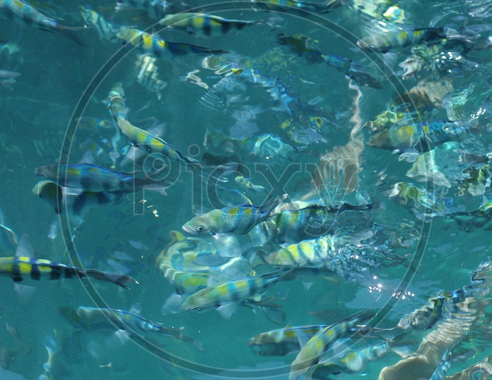 Image of Color Fishes Breeding in Fish Tank-VX511397-Picxy