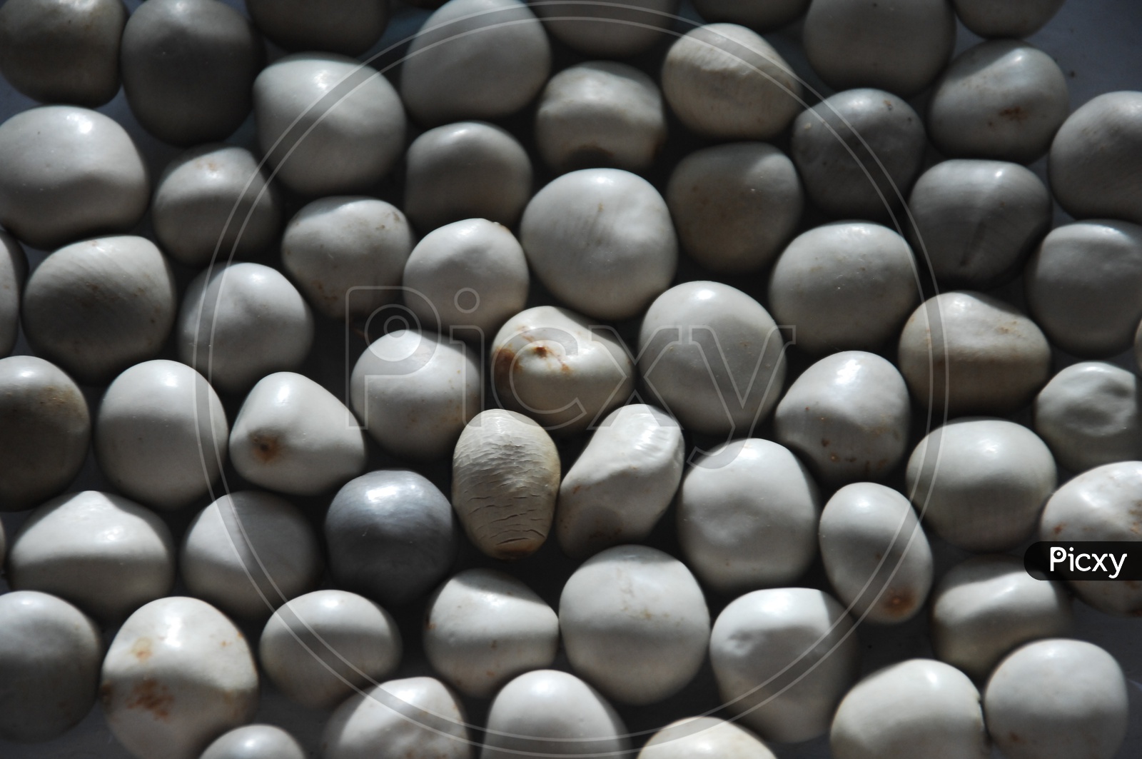 Image of Nicker Nuts Pile Closeup-ZE517206-Picxy