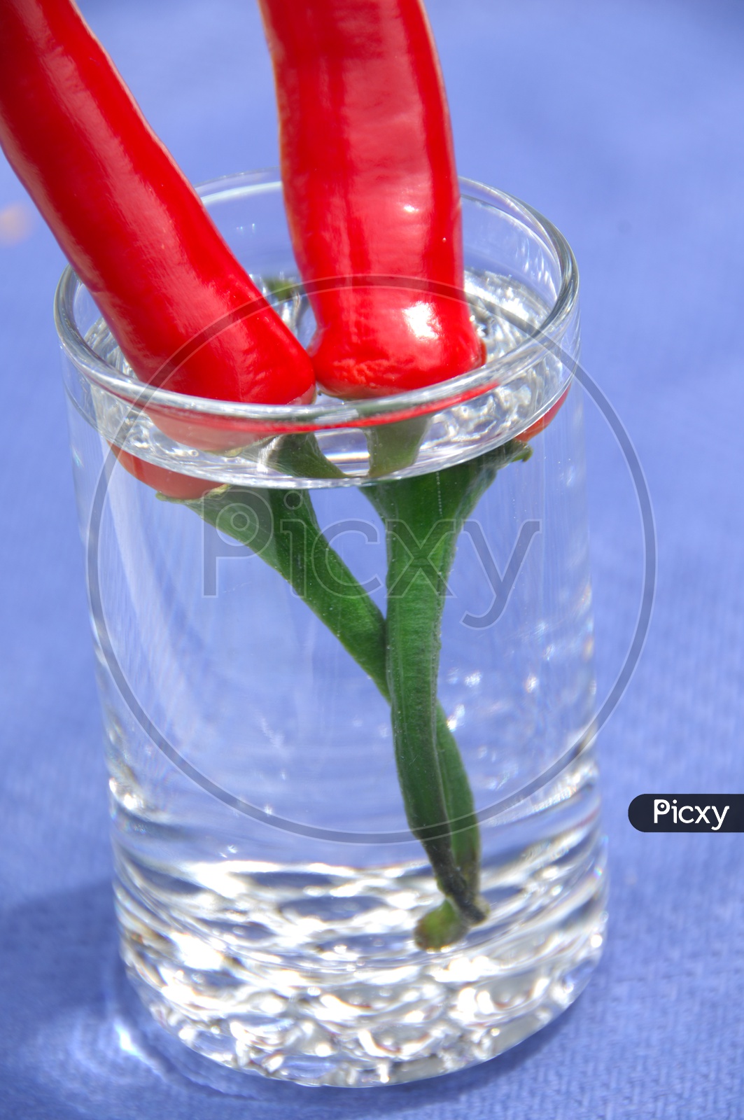 Image of Red Chillies On a Glass of Water presentation-RH511649-Picxy