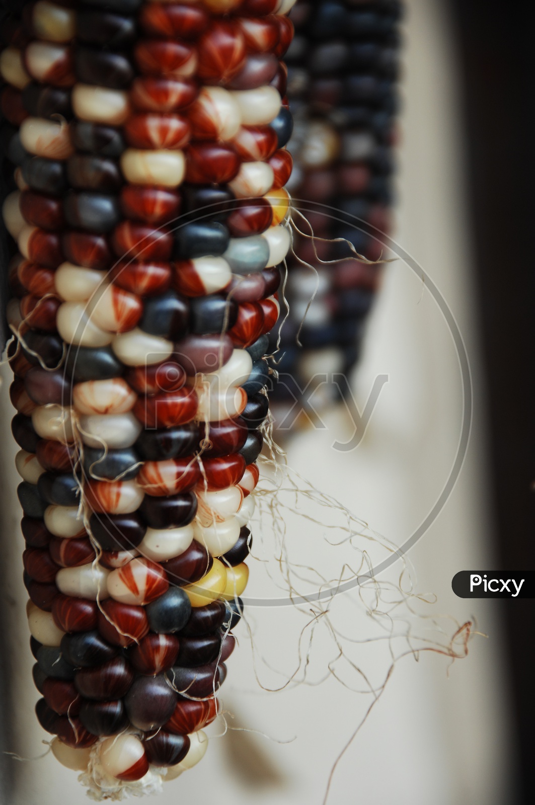 Image of Sweet Corn Colors-NP487808-Picxy