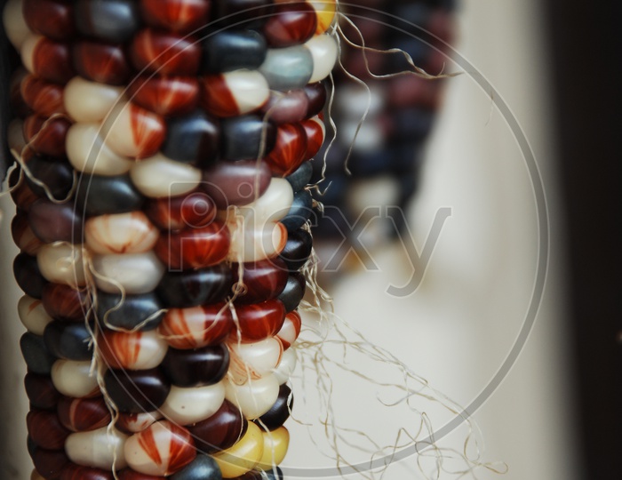 Image of Sweet Corn Colors-NP487808-Picxy