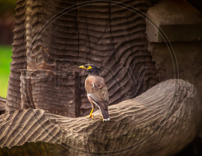 Image of Indian maina bird-PR463469-Picxy