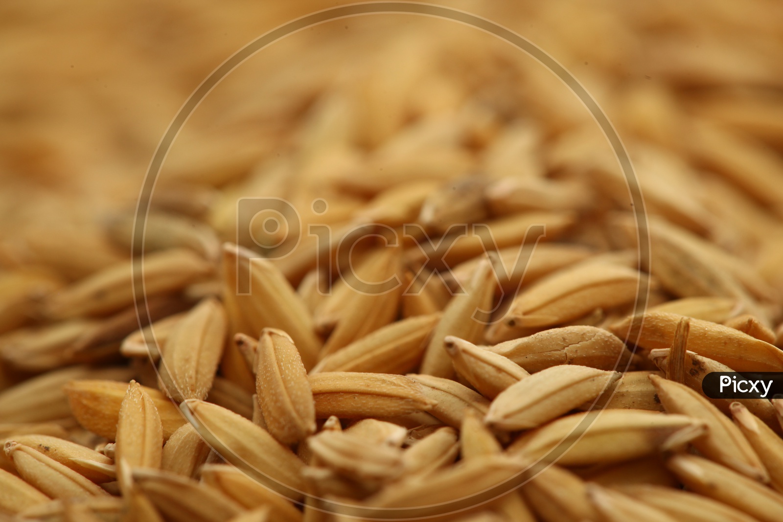 Image of Close up shot of husked paddy rice background-ZE503391-Picxy