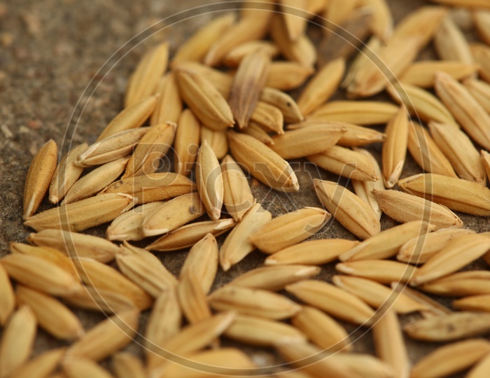 Image of Close up shot of husked paddy rice background-VY916239-Picxy