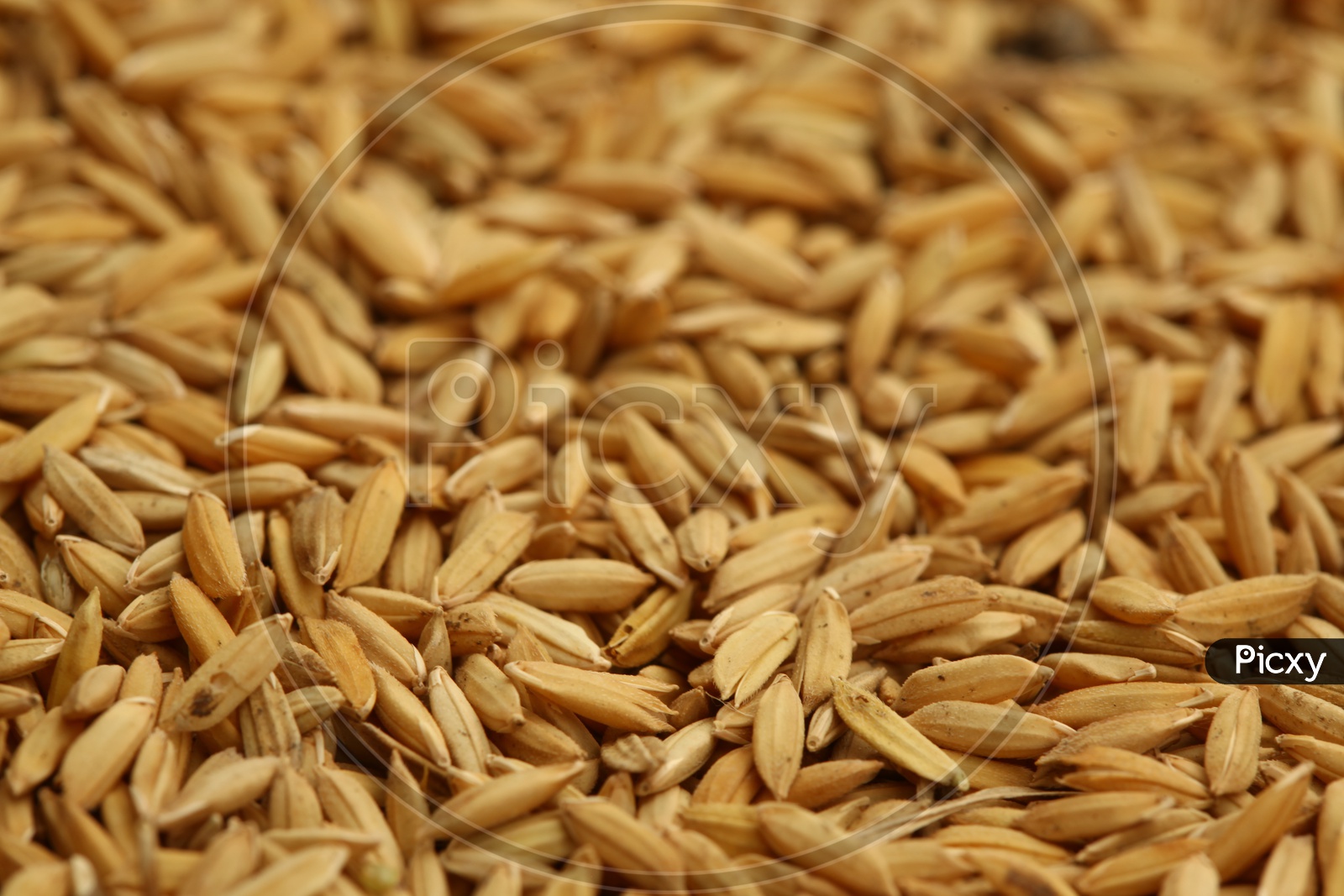 Image of Close up shot of husked paddy rice background-SH747188-Picxy