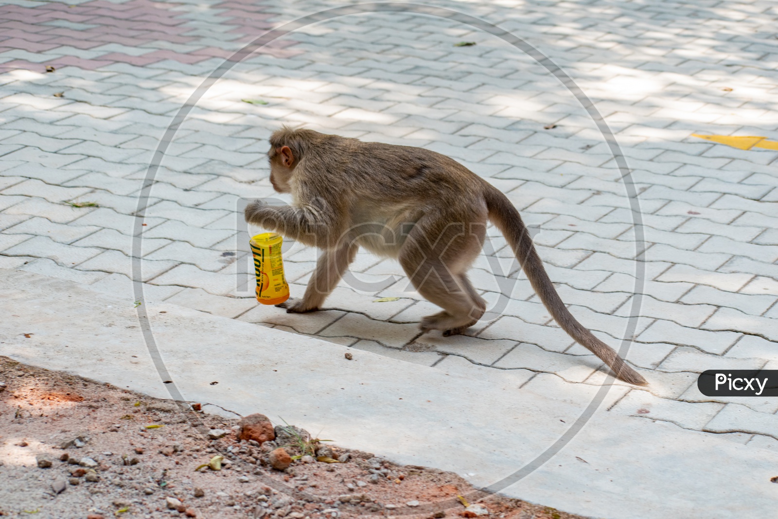 Image of Monkey drinking Frooti drink at Bannerghatta National Park ...