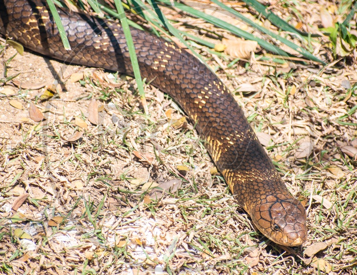 Image of Poisonous snake in Bannerghatta National Park, Bengaluru ...