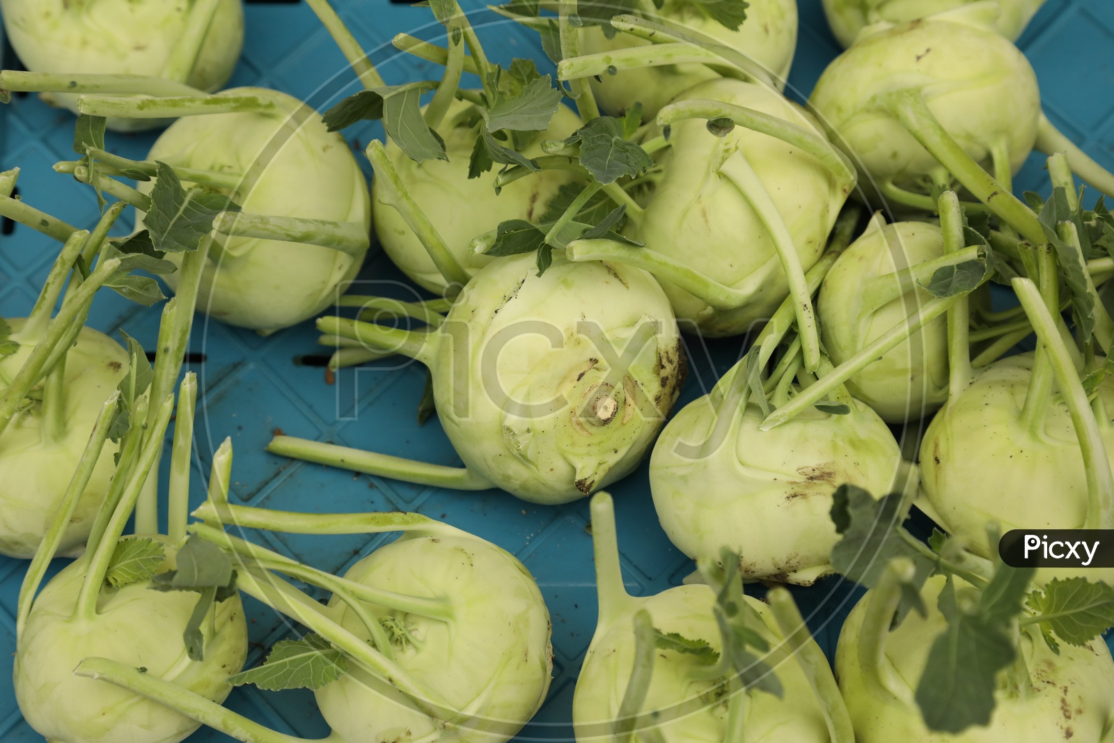 Image of Kohlrabi / German Turnip in a Supermarket-LV198887-Picxy