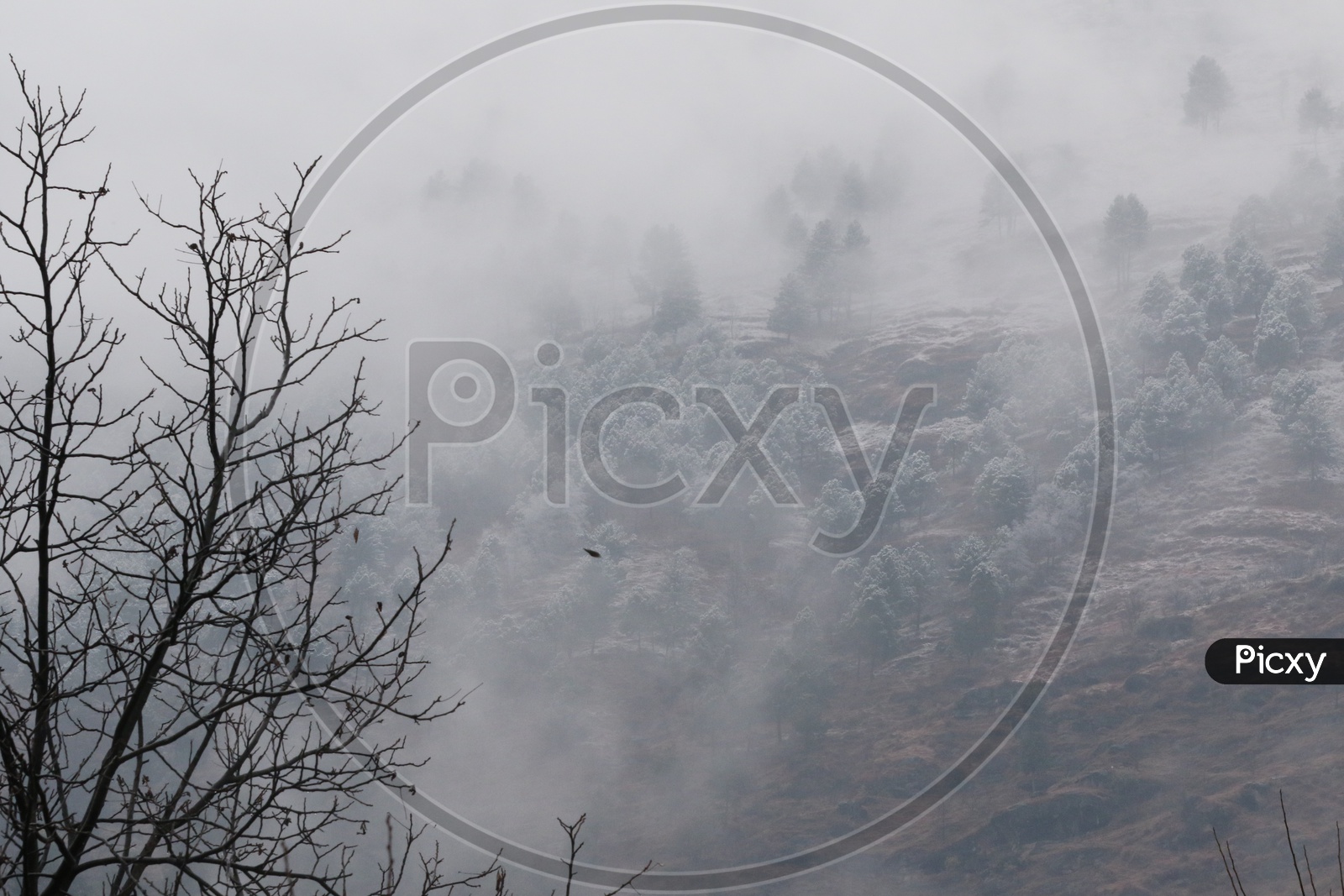 Image of Landscapes of Manali - Snow capped Mountains, houses & trees ...