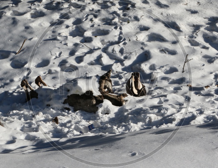 Image of A deceased animal covered with snow-IS629783-Picxy