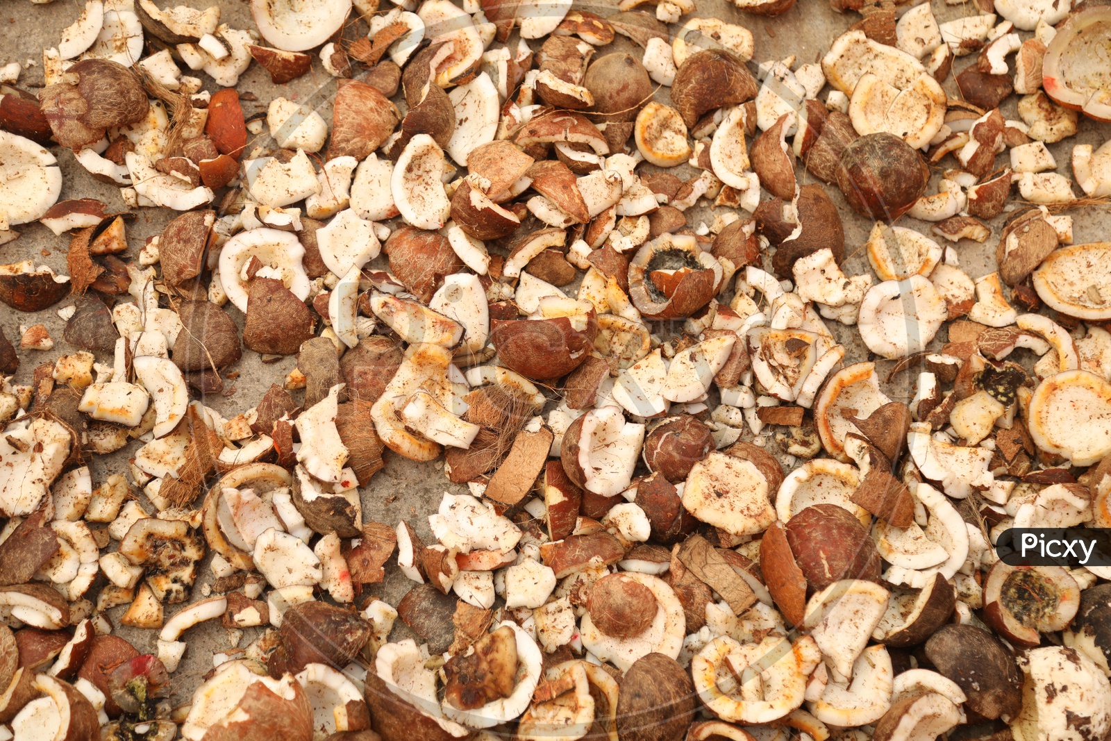 Image of Sun dried coconut pieces-OF909267-Picxy