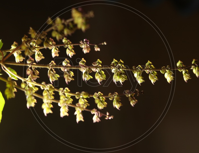 Image of Close up shot of a Tulasi flower-IC859331-Picxy