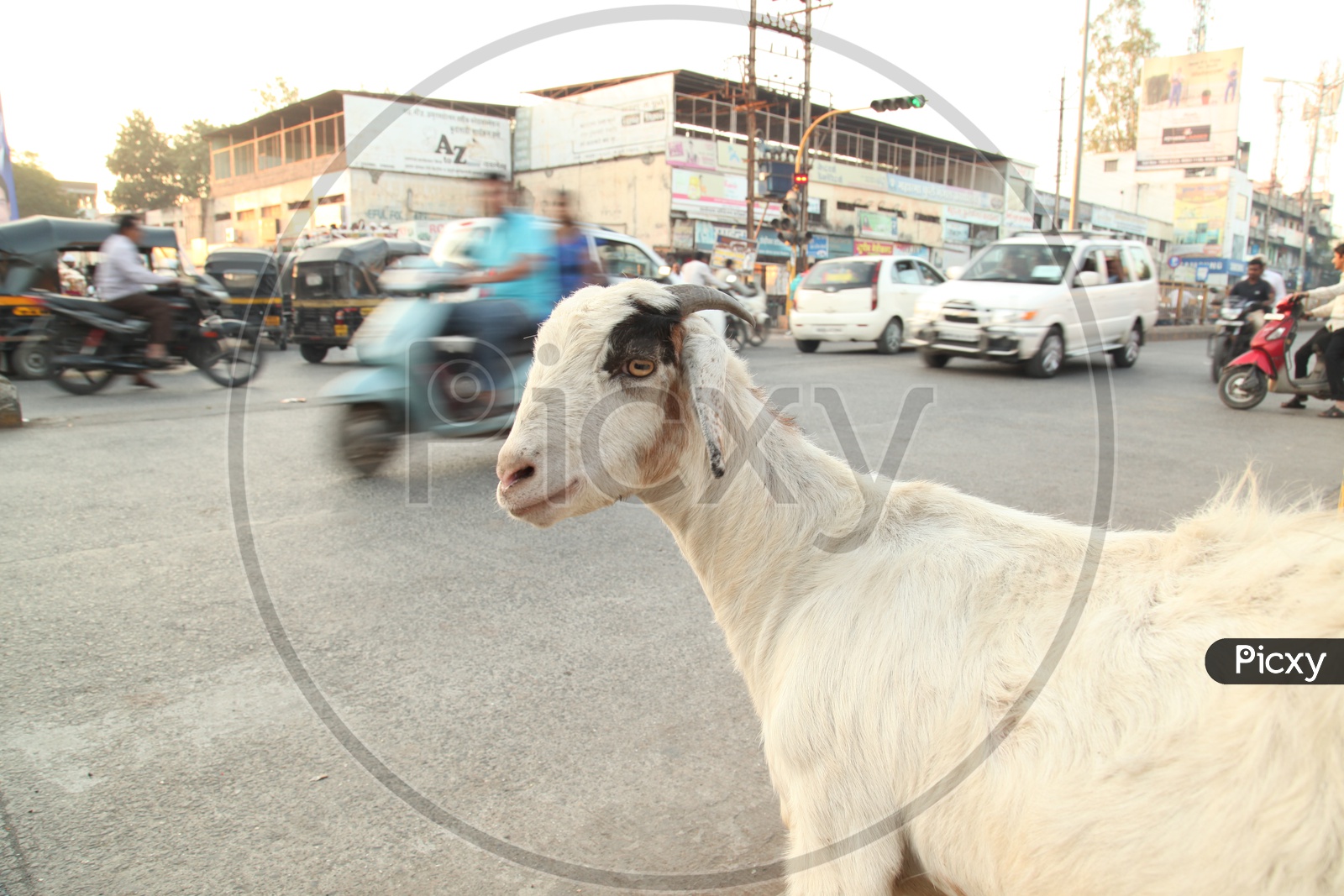 Image of A Goat On a Busy Road Side in a City-EF346477-Picxy