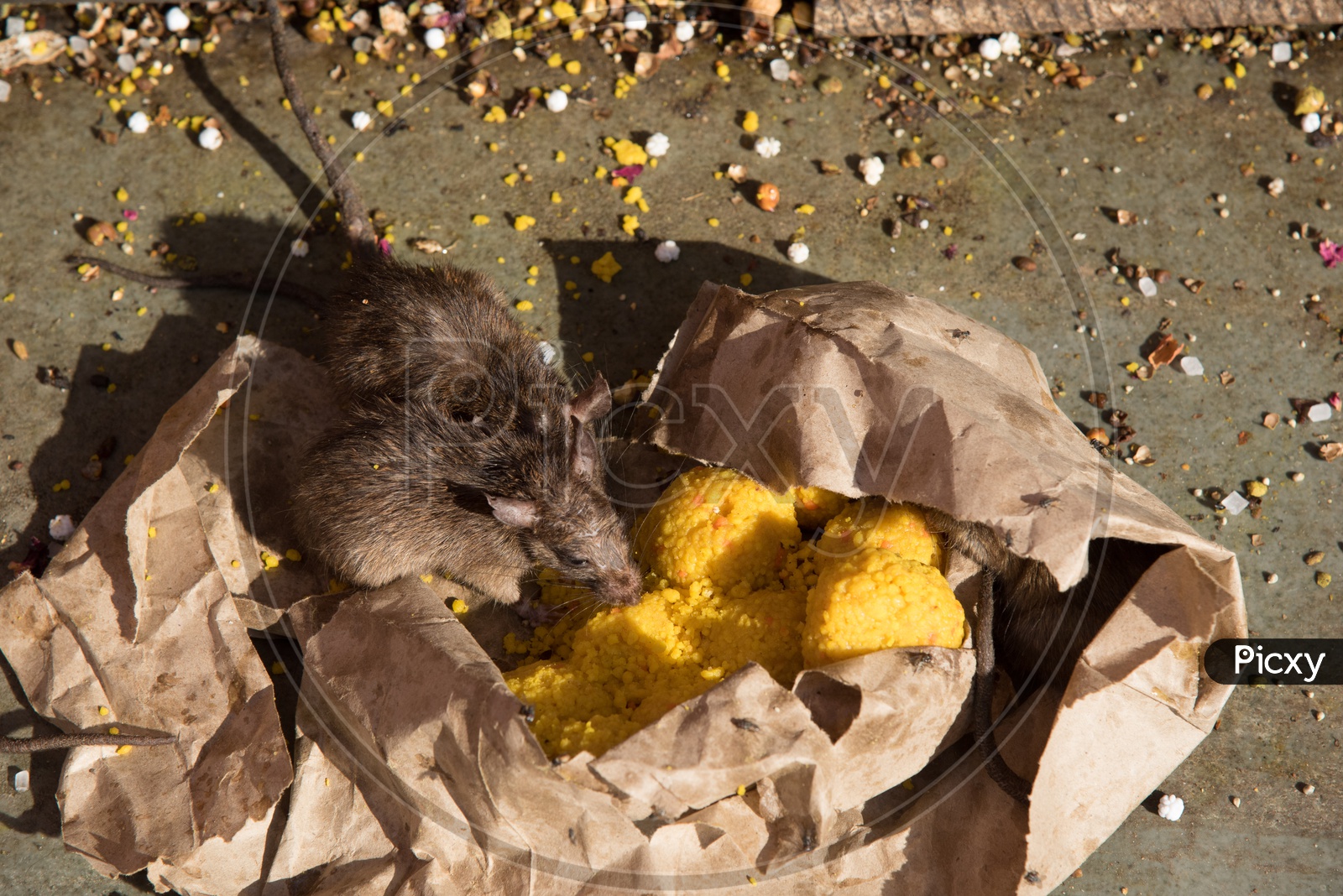 Image of Rats eating Prasad-DQ467829-Picxy