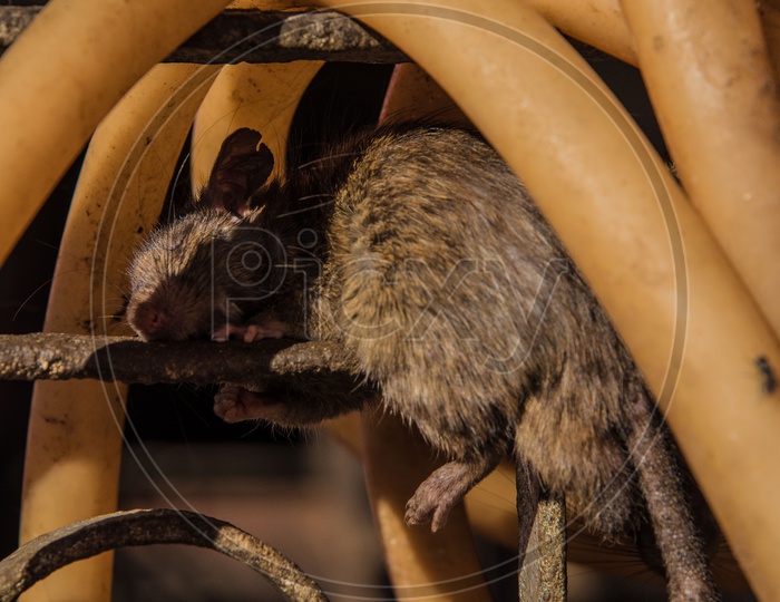 Image of Sleeping mice-MK848129-Picxy