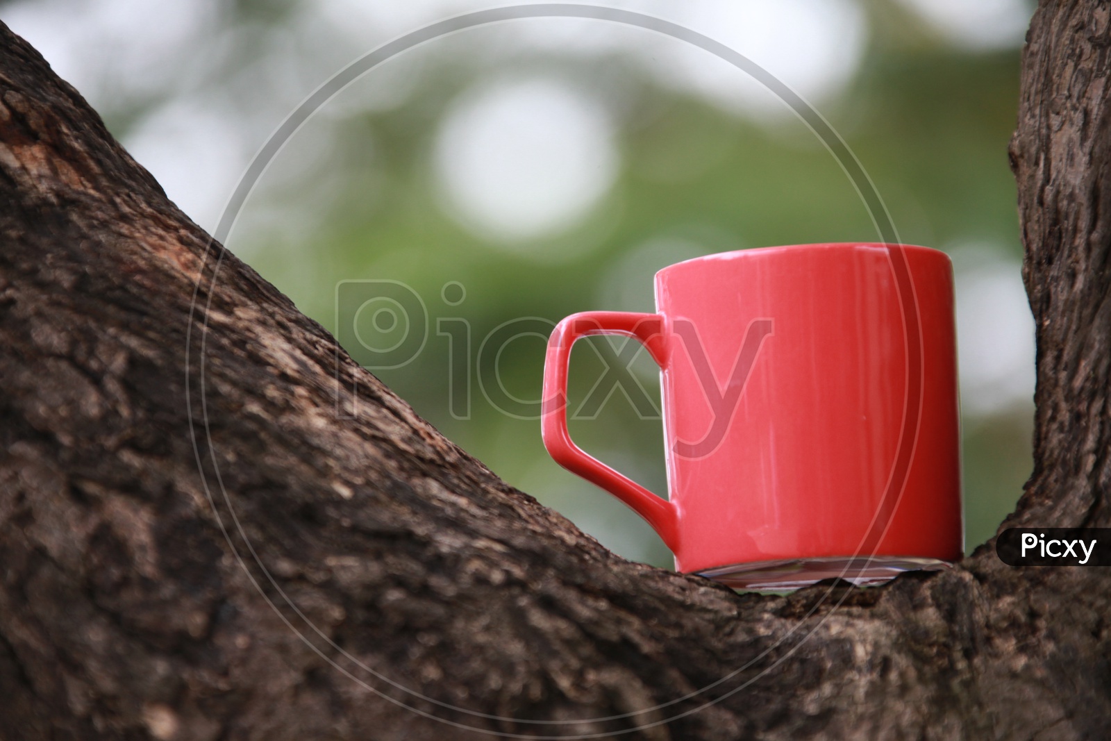 Image of Coffee Cup on a Tree Stem-MU945450-Picxy