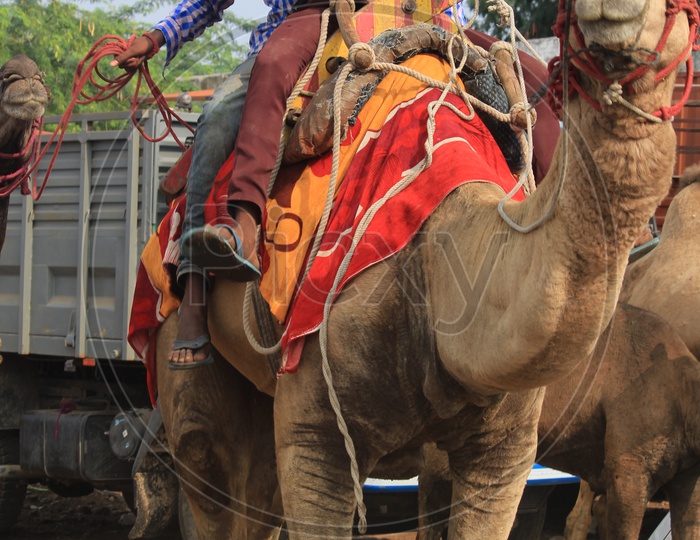 Image of A camel keeper sitting on a camel and posing for a photograph ...