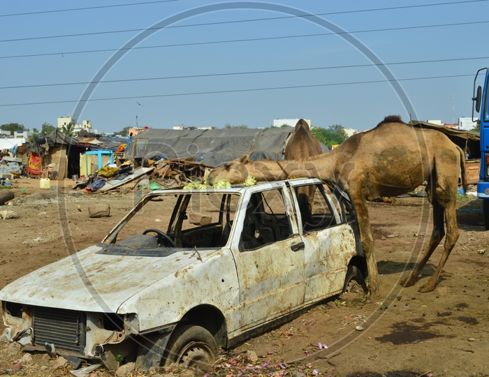 Image of Camels eating cabbage nearby the damaged car-IC811383-Picxy