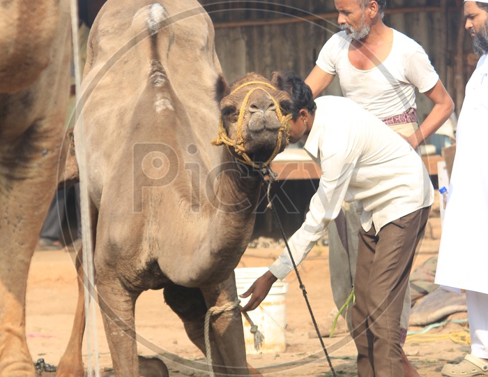 Image of A camel keeper-ST105760-Picxy