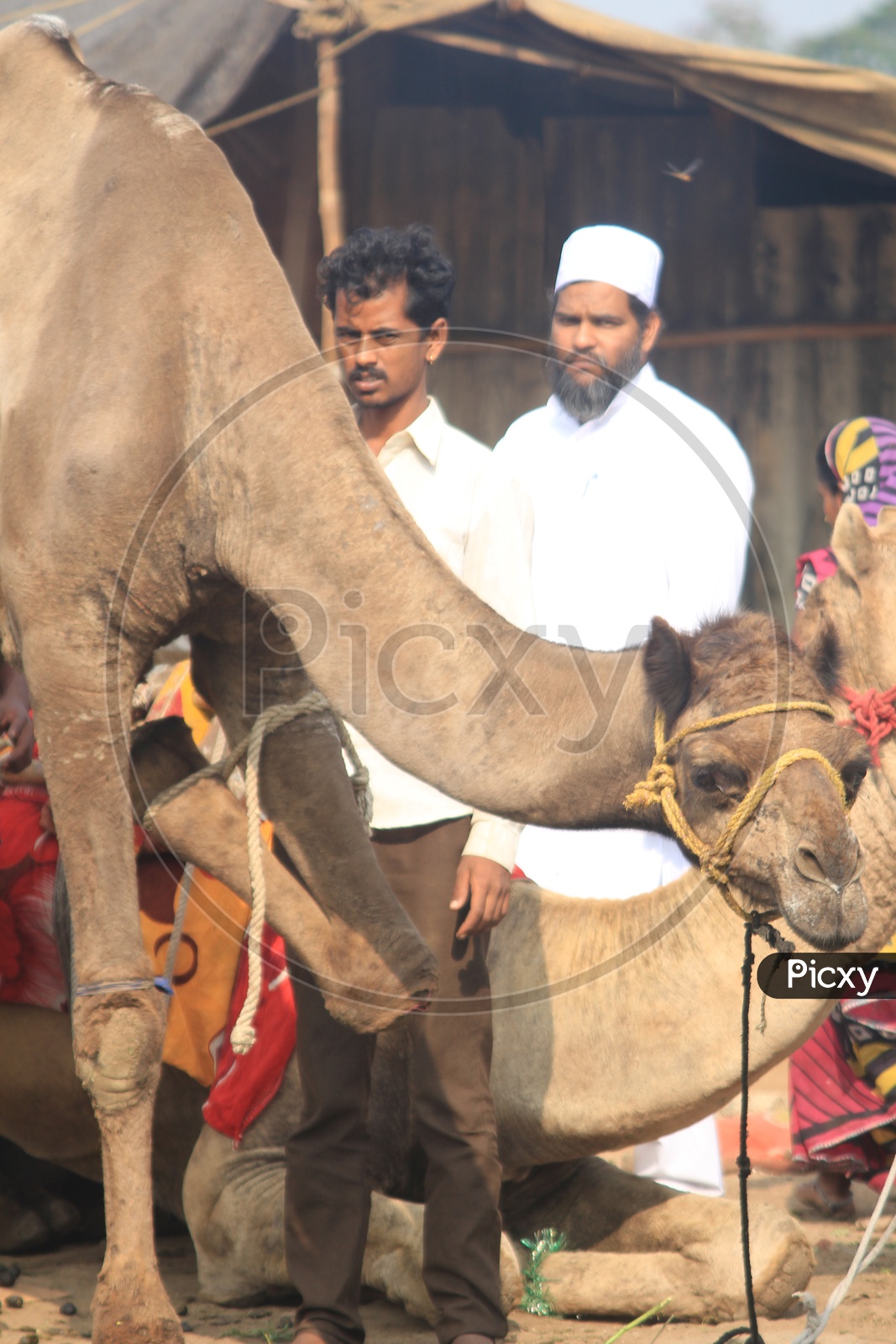 Image of A camel keeper and a camel-DL166584-Picxy