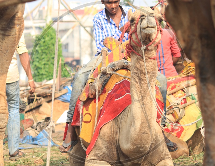 Image of A camel keeper sitting on a camel and posing for a photograph ...