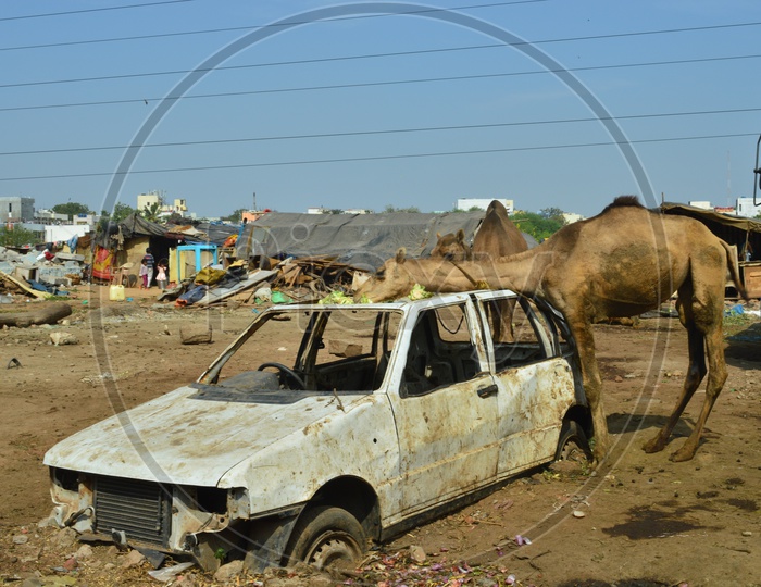 Image of Camels nearby the damaged car-UX180986-Picxy
