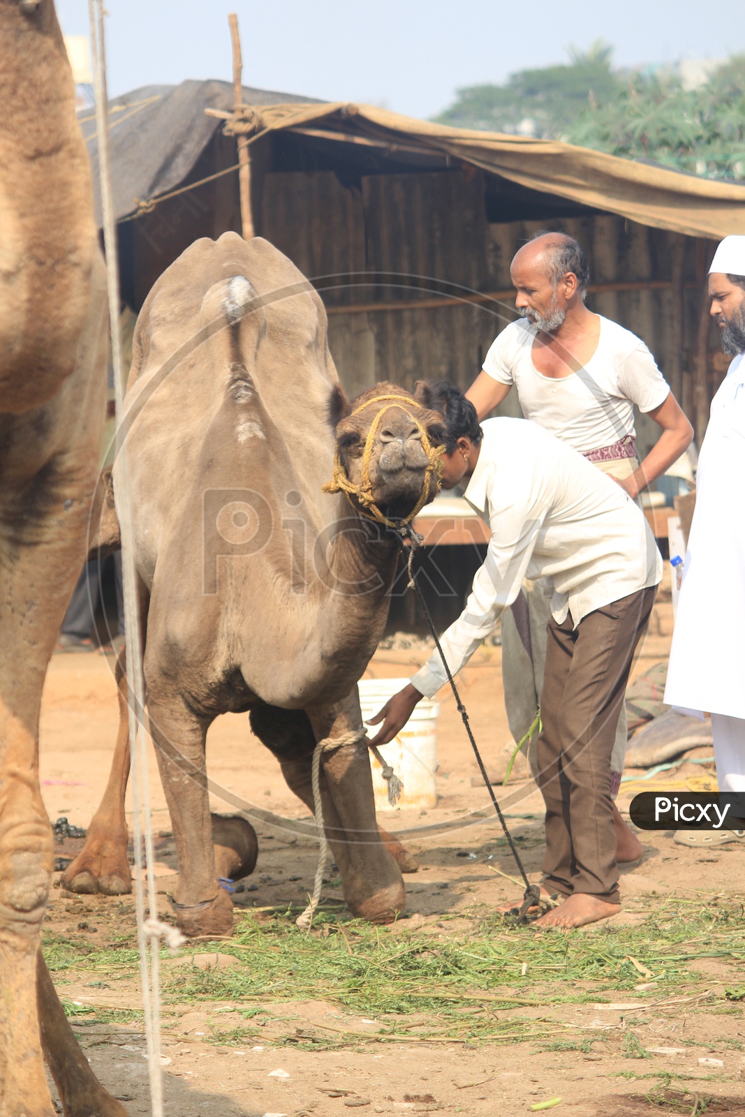 Image of A camel keeper-ST105760-Picxy