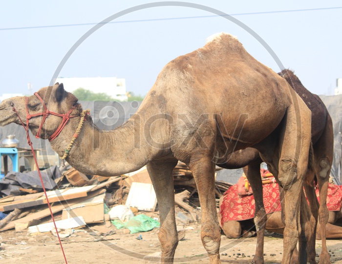 Image of Camel with its head tied to a rope-JH100181-Picxy
