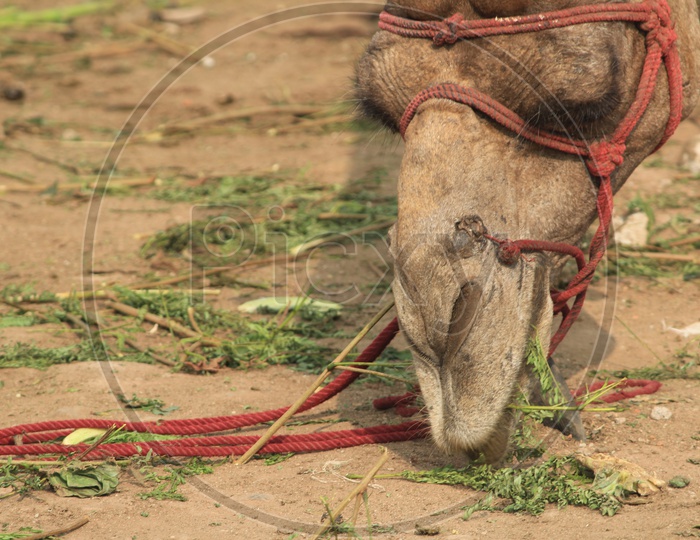 Image of A camel eating grass-AA523581-Picxy