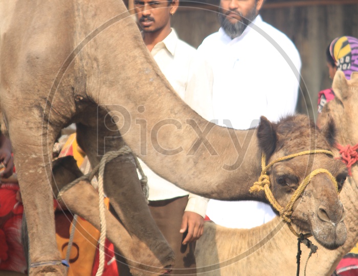 Image of A camel keeper and a camel-DL166584-Picxy
