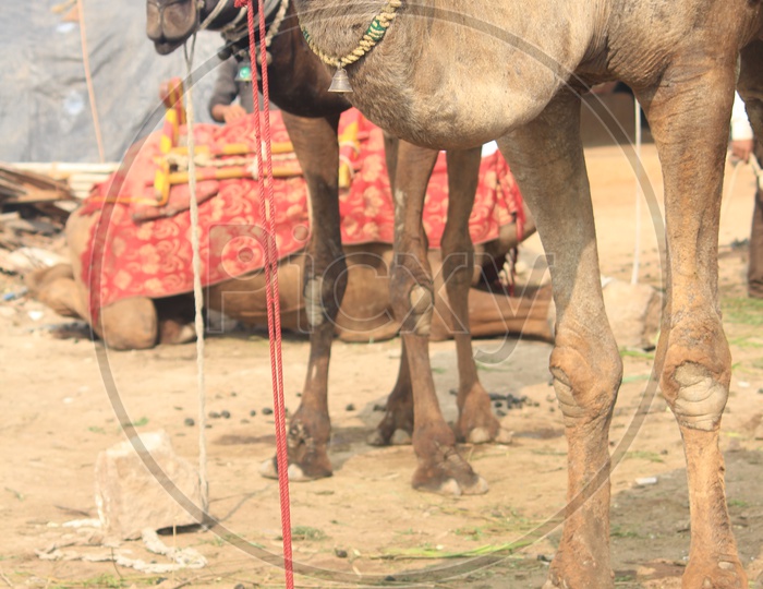 Image of Camel with its head tied to a rope-GY310725-Picxy