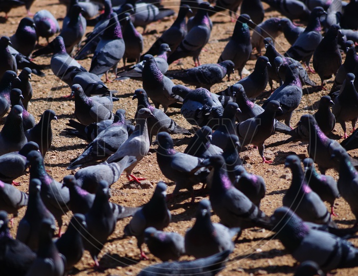 Image of Group Of Pigeons on Road Sides-CQ646932-Picxy