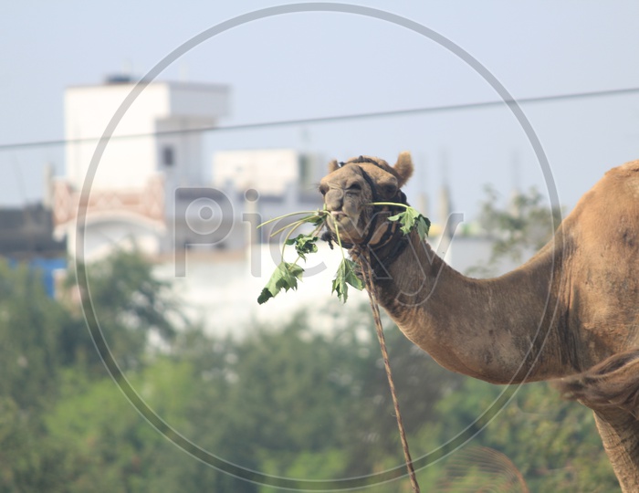 Image of Animal - Camel eating grass-XS647207-Picxy