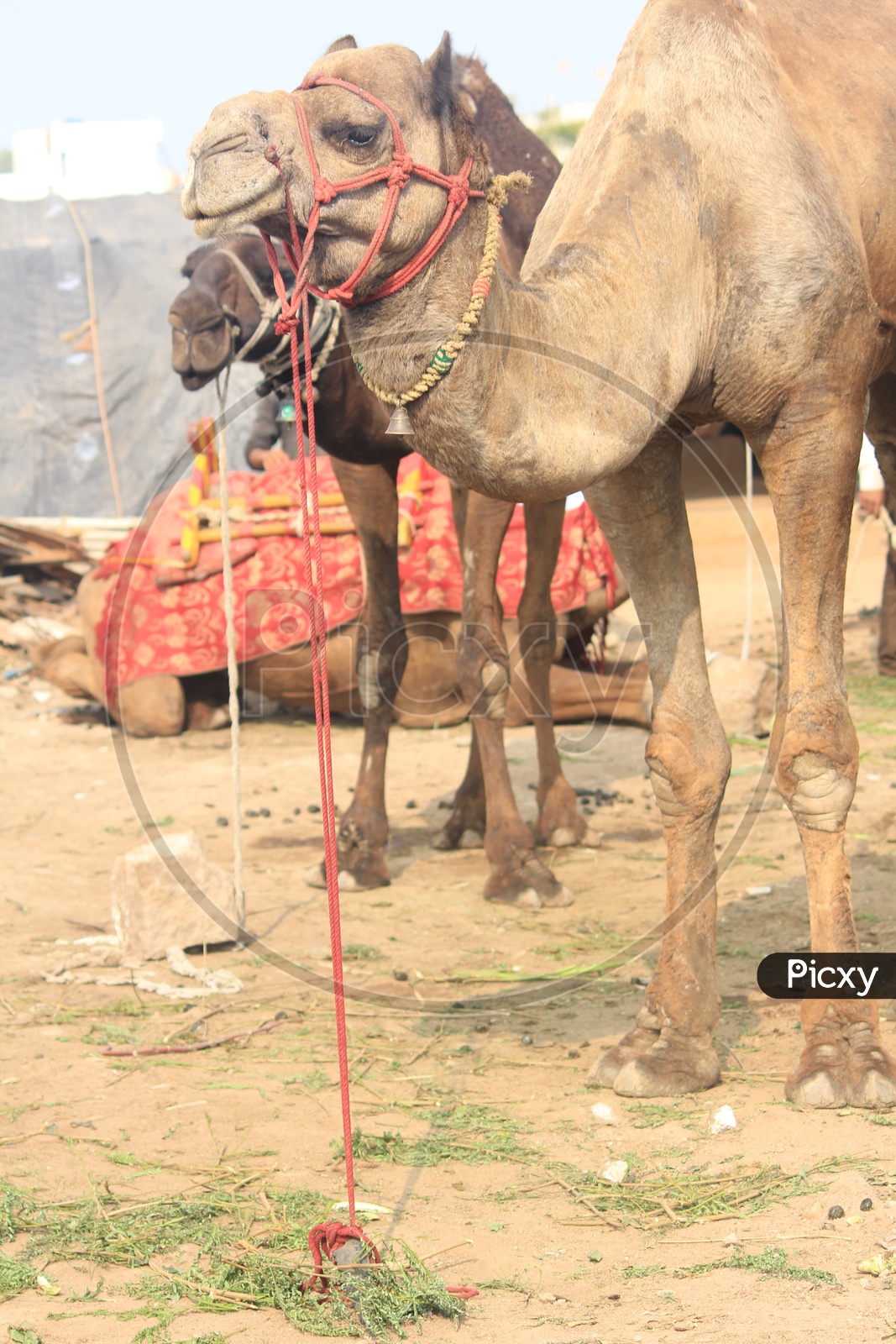 Image of Camel with its head tied to a rope-GY310725-Picxy