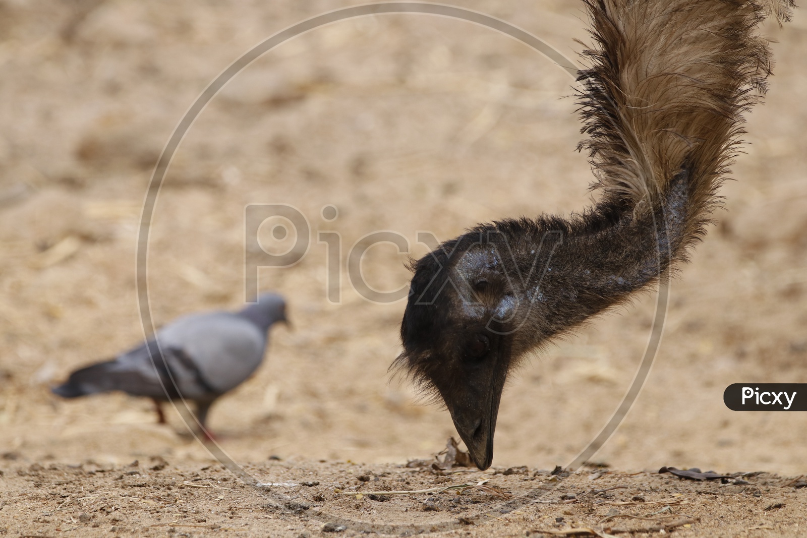 Image of Emu eating food-UG428908-Picxy