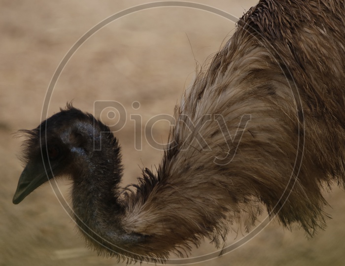 Image of Emu eating food-UG428908-Picxy