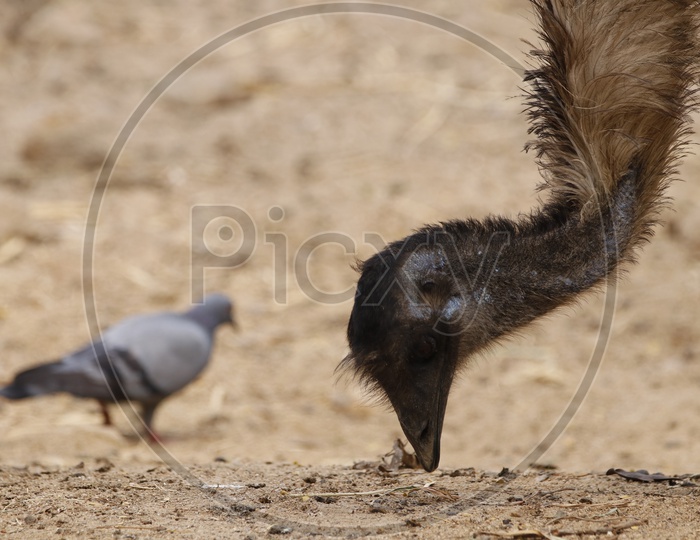 Image of Emu eating food-UG428908-Picxy