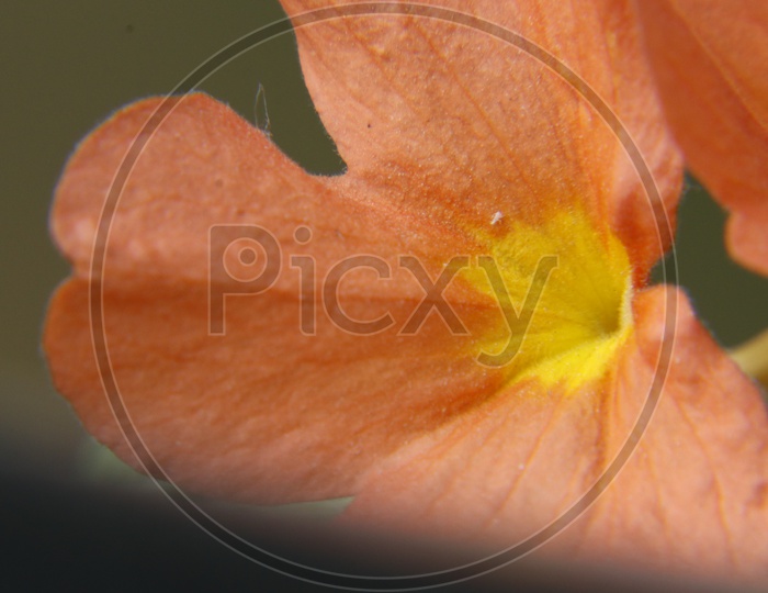 Image of Crossandra infundibuliformis Flower Closeup Shot-HL062638-Picxy