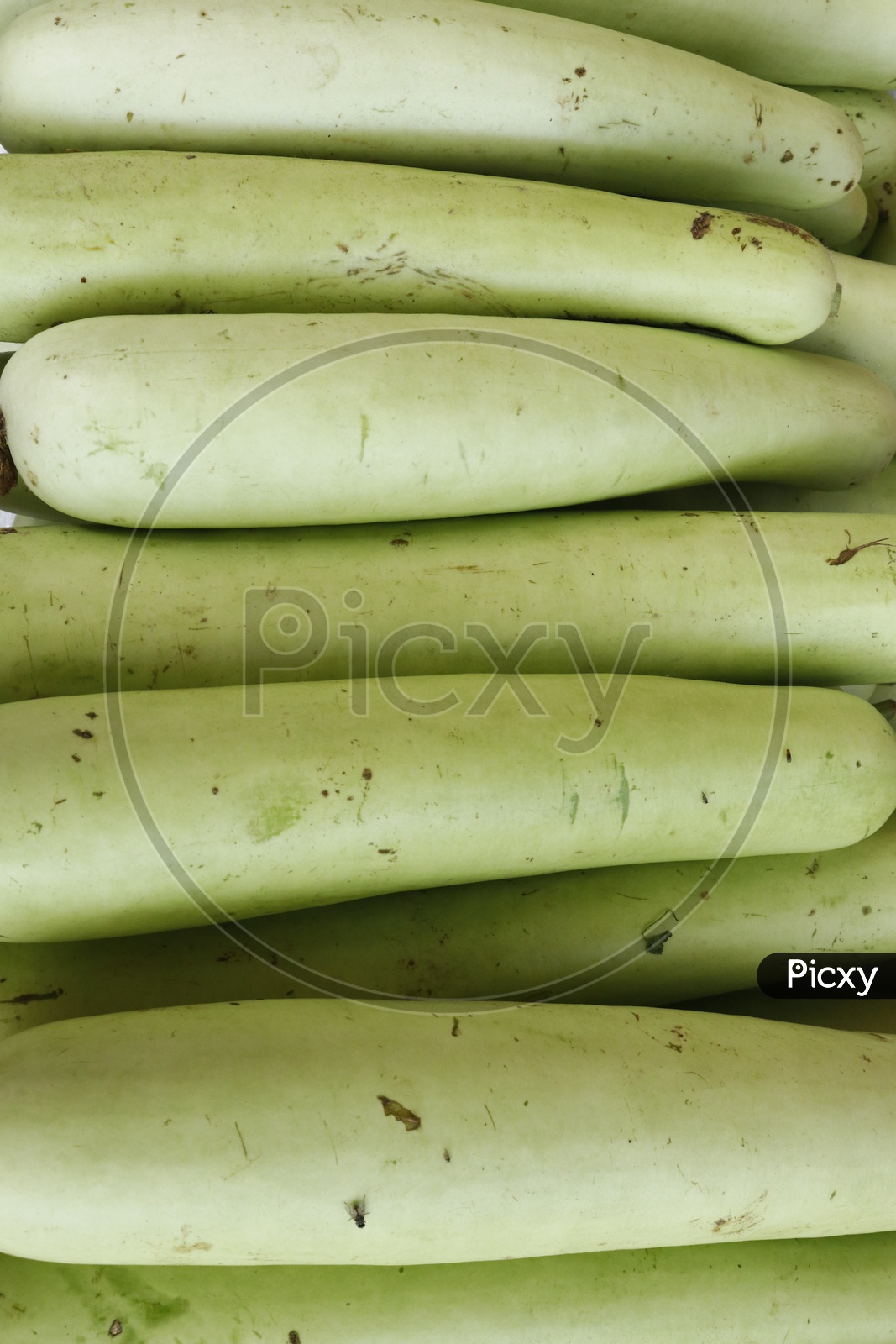 Image of Bottle Gourd - Vegetable-YL430407-Picxy