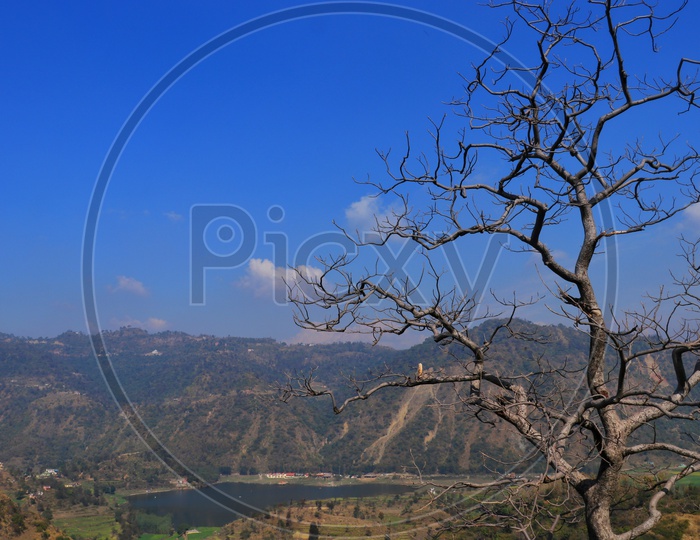 Image of Cheed Tree Beaides Raod With Open Sky Background View-FE728477 ...